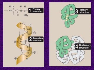 The Quaternary Structure of Protein | PPTX