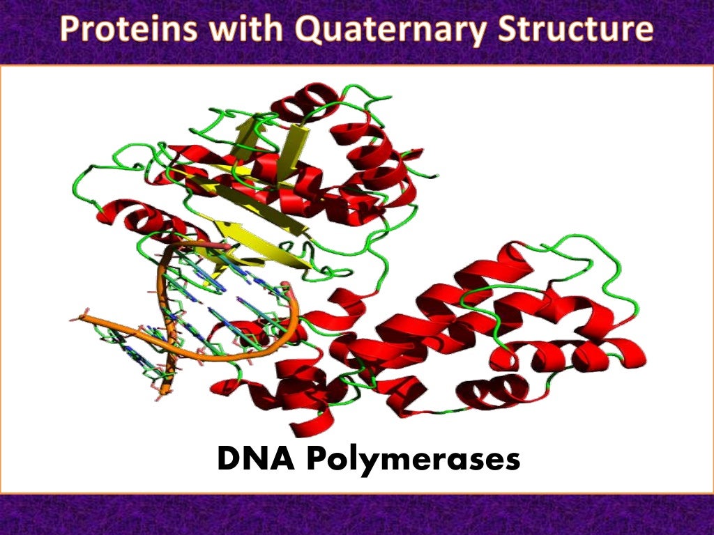 The Quaternary Structure Of Protein