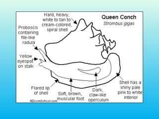 The Queen Conch Bahamas BJC Review | PPT