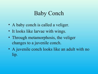 The Queen Conch Bahamas BJC Review | PPT