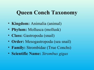 The Queen Conch Bahamas BJC Review | PPT