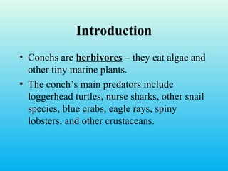 The Queen Conch Bahamas BJC Review | PPT