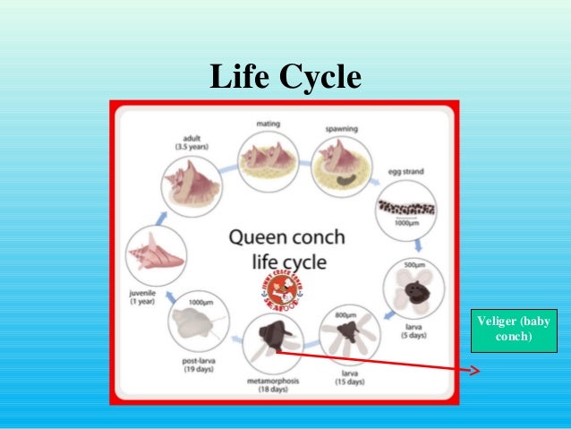 The Queen Conch Bahamas BJC Review