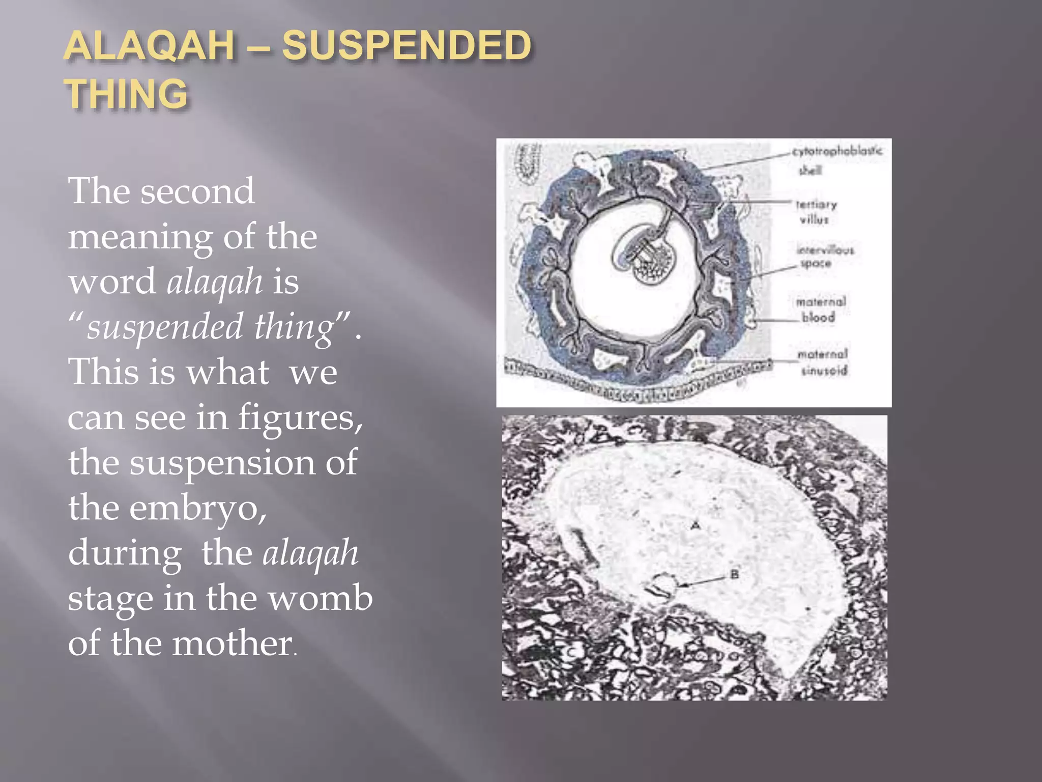 THE QURAN ON EMBRYOLOGIC DEVELOPMENT.pptx