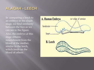 THE QURAN ON EMBRYOLOGIC DEVELOPMENT.pptx