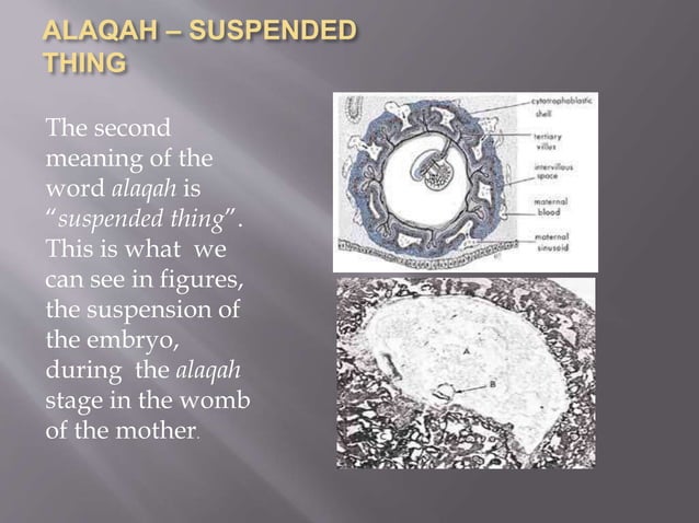THE QURAN ON EMBRYOLOGIC DEVELOPMENT.pptx | Islam | Religion & Spirituality