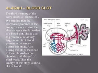 THE QURAN ON EMBRYOLOGIC DEVELOPMENT.pptx