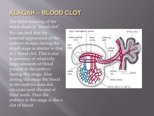 THE QURAN ON EMBRYOLOGIC DEVELOPMENT.pptx | Islam | Religion & Spirituality