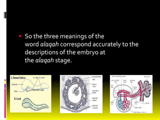 The quran on human embryonic development | PPTX