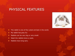 The rabbit | PPT