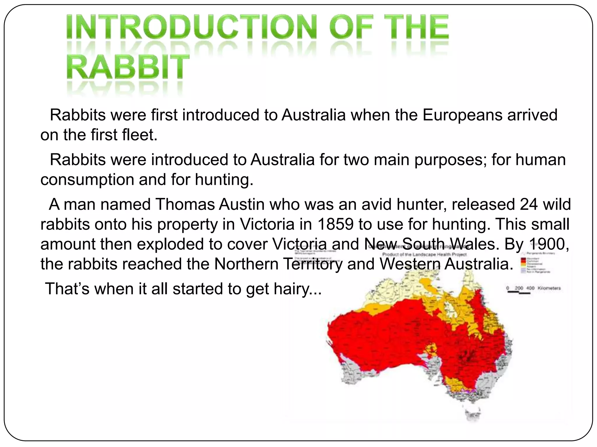 The rabbit | PPTX