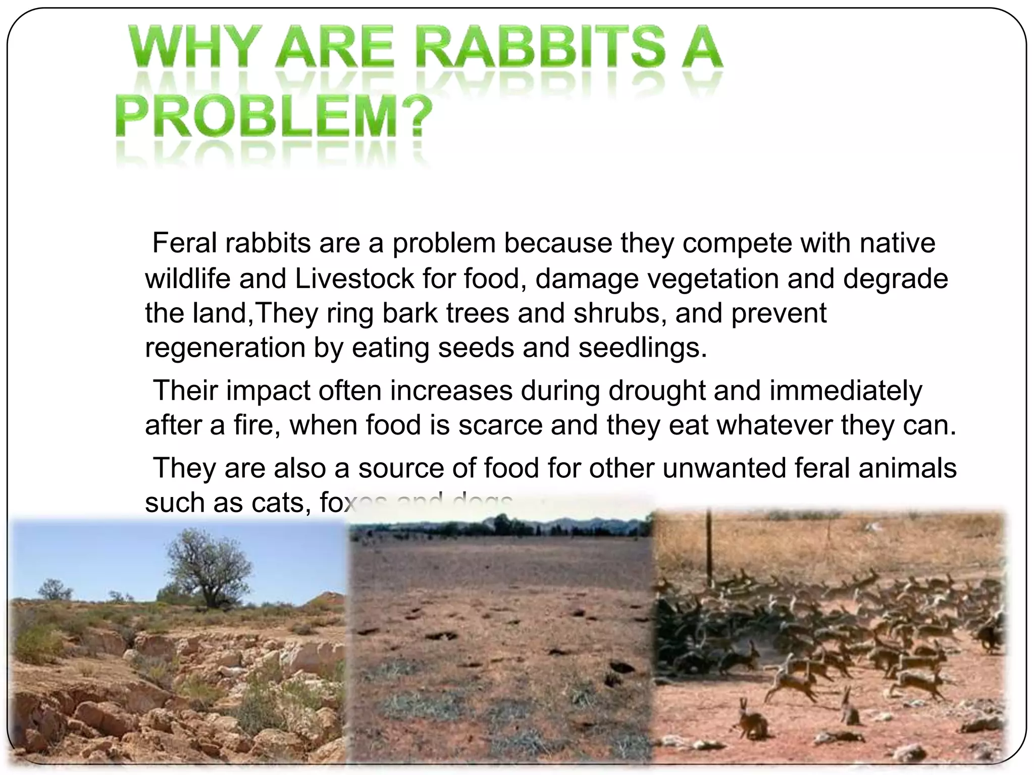 The rabbit | PPTX