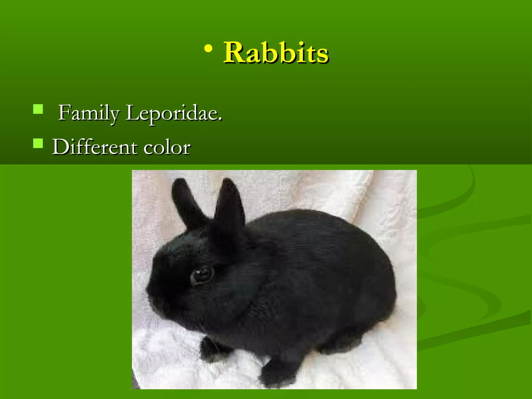 The rabbits / Presentacion de los conejos en ingles | PPT