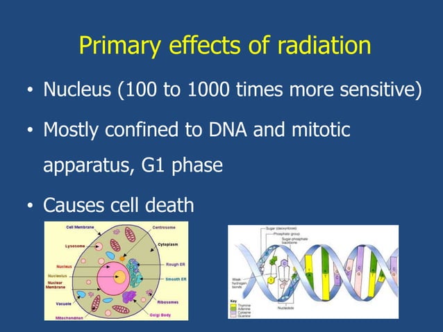 The radiation therapy patient- treatment planning and post treatment ...