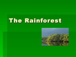 The rainforest | PPT