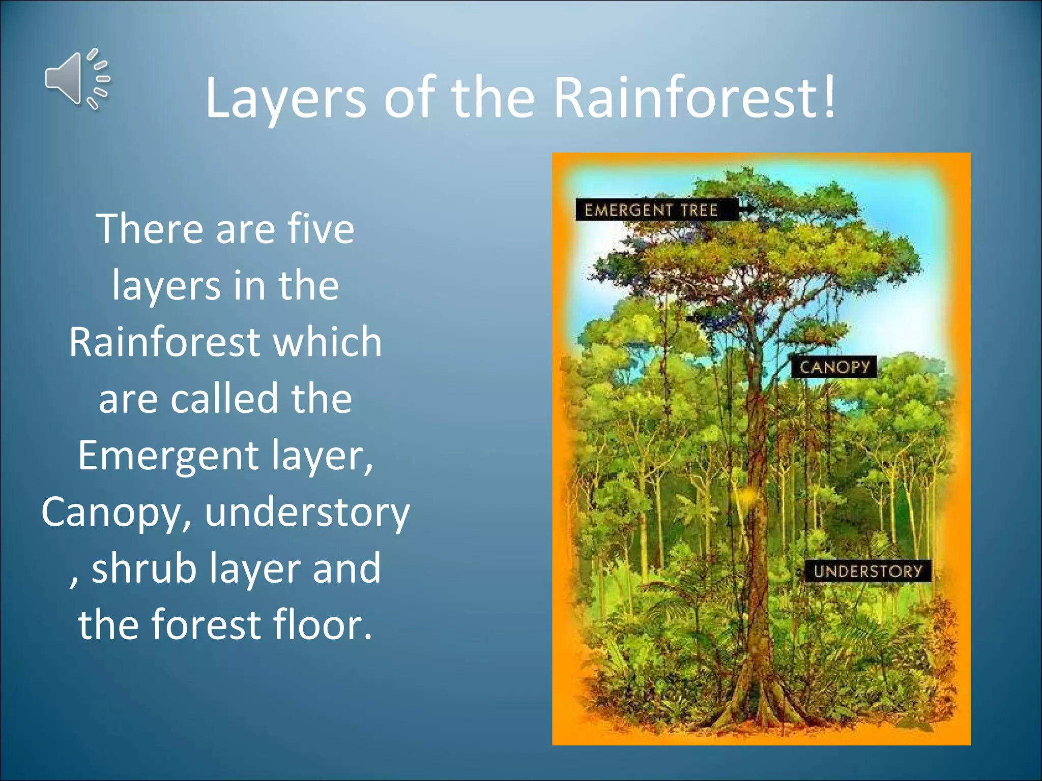 The rainforest | PPT