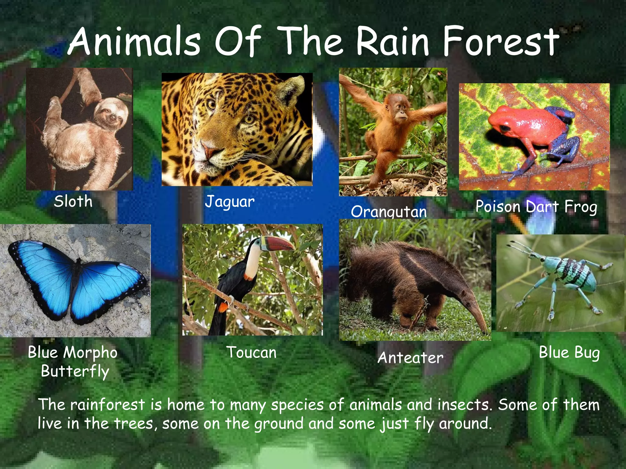 Major Rainforest Regions | PPT