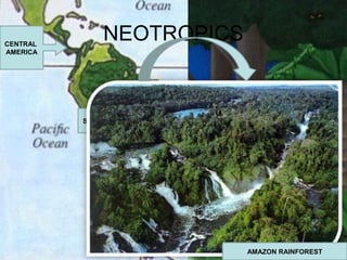 Major Rainforest Regions | PPT