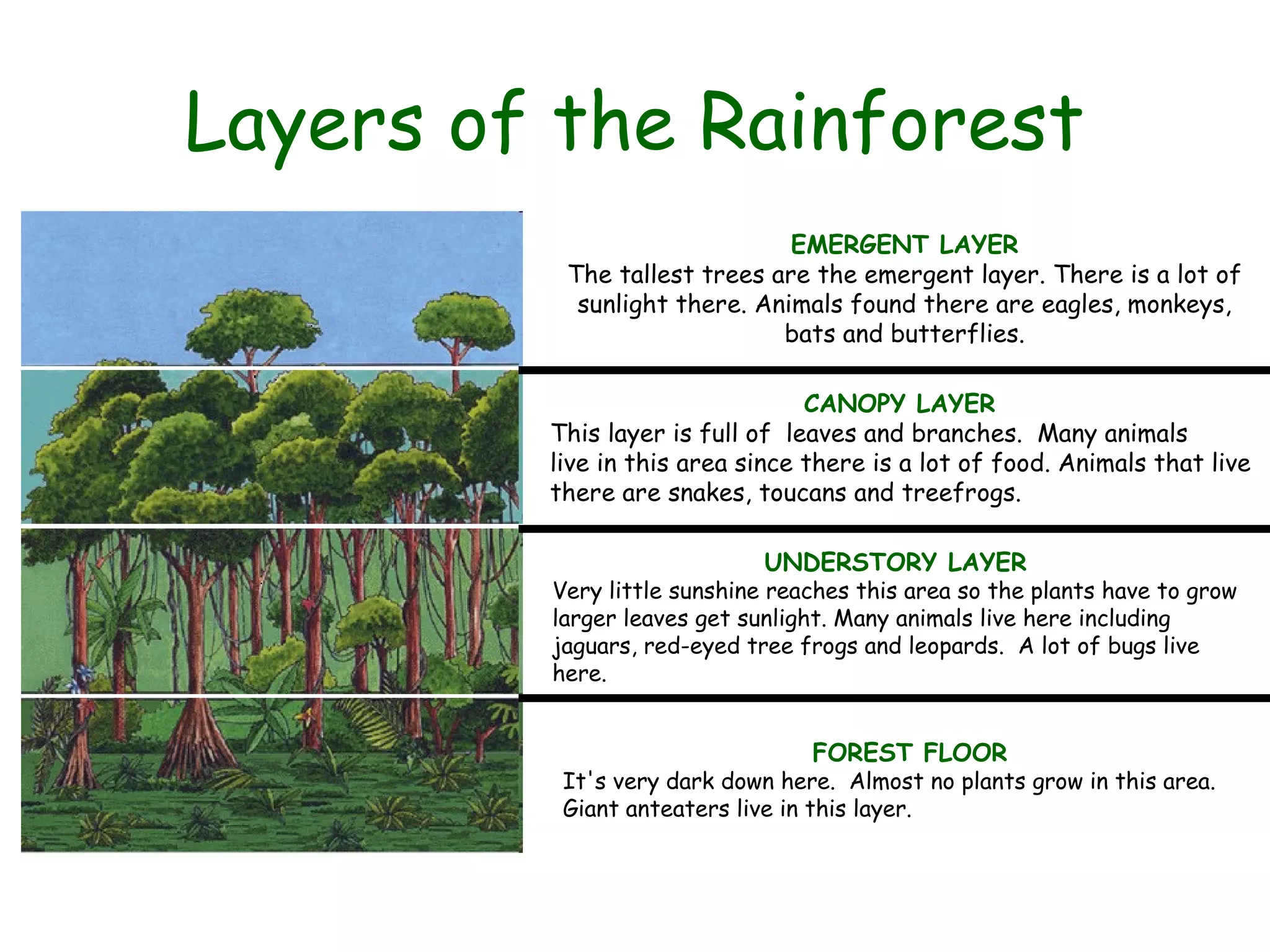 The rain forest | PPT