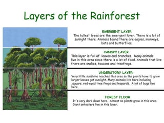 The rain forest | PPT