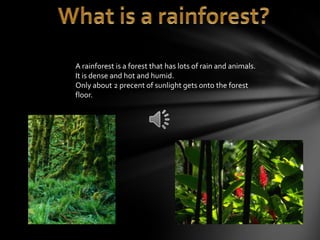 The rainforest | PPTX