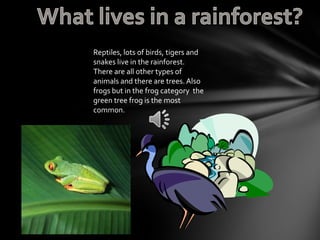 The rainforest | PPTX
