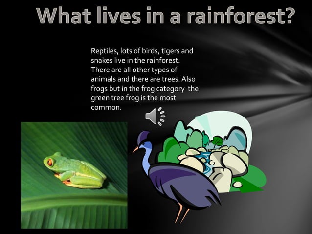 The rainforest | PPTX