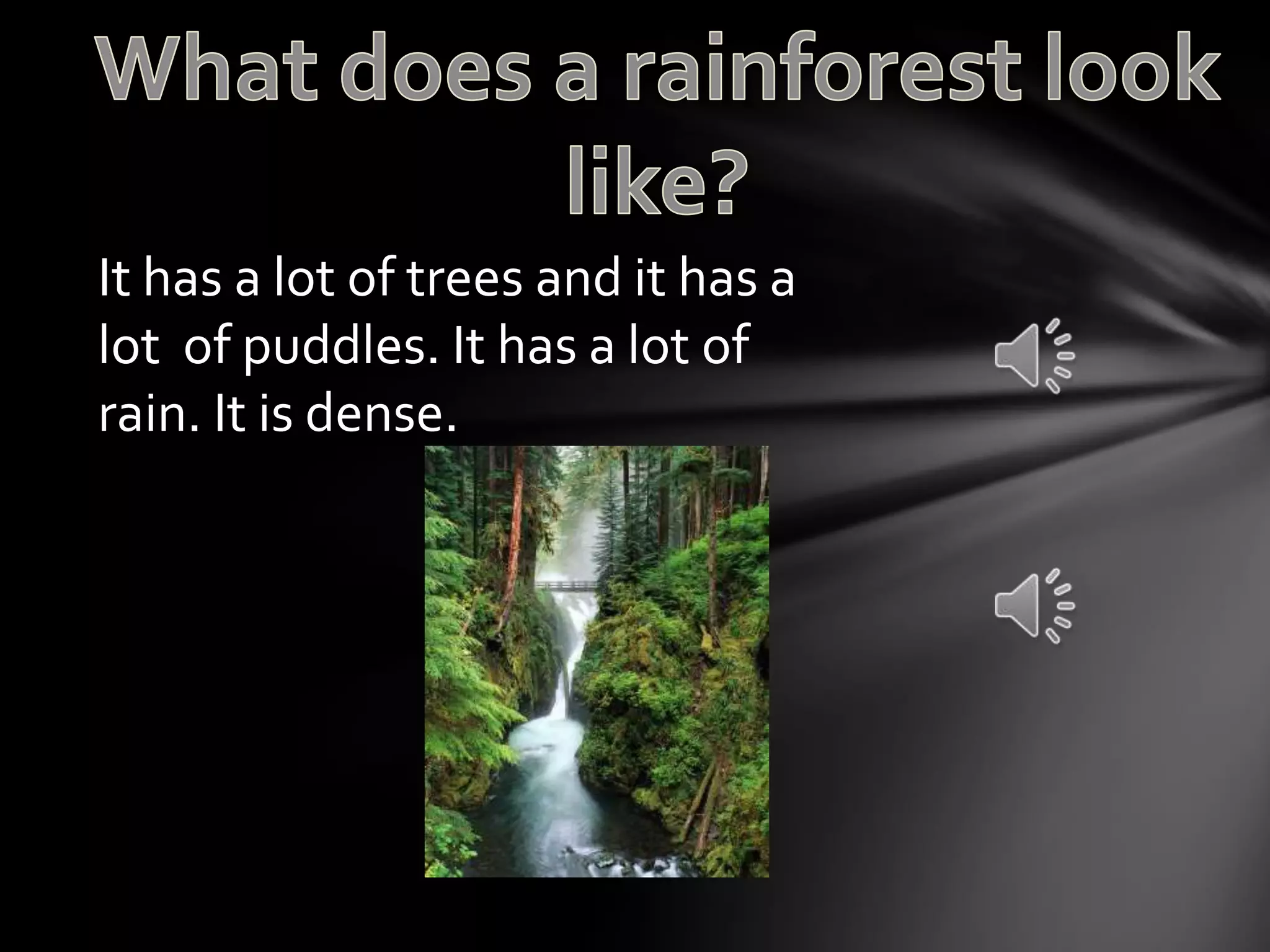 The rainforest | PPTX