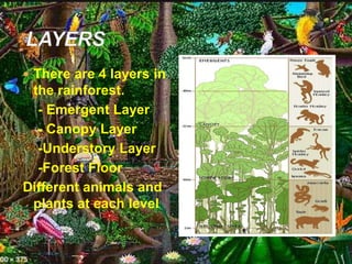 THE RAINFOREST.pptx