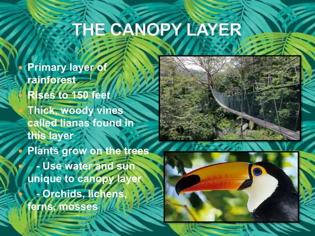 THE RAINFOREST.pptx