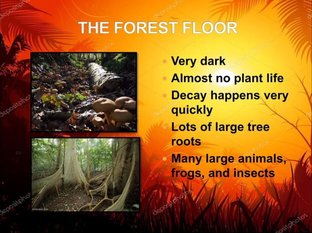 THE RAINFOREST.pptx