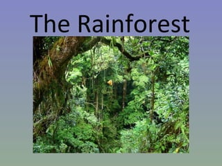 The Rainforest | PPT