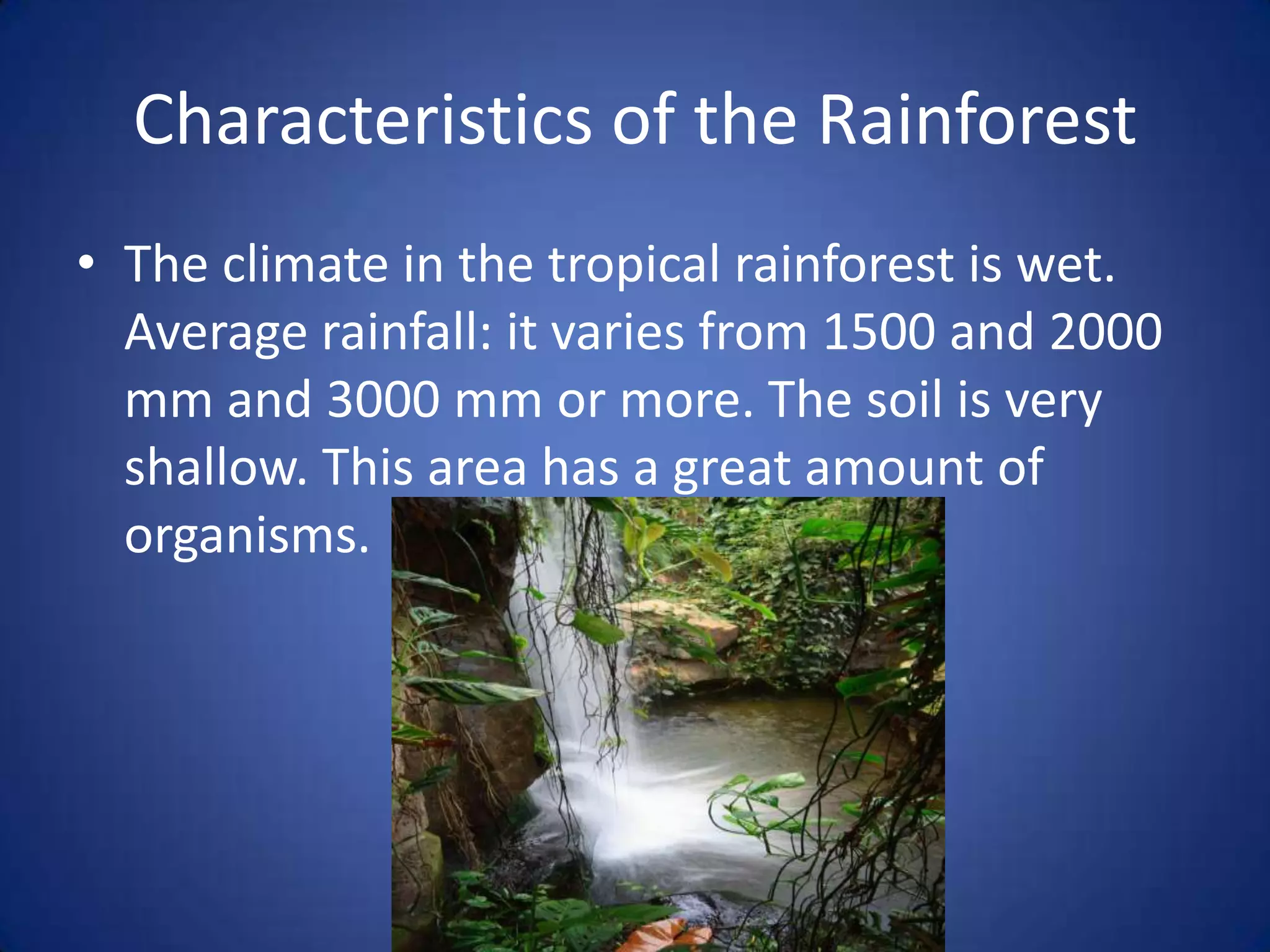 The rainforest habitat | PPTX