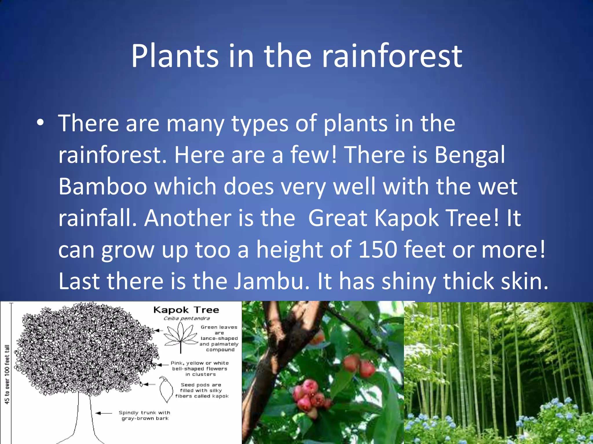 The rainforest habitat | PPTX