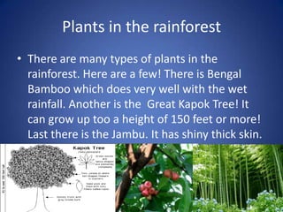 The rainforest habitat | PPTX