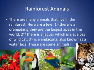 The rainforest habitat | PPTX