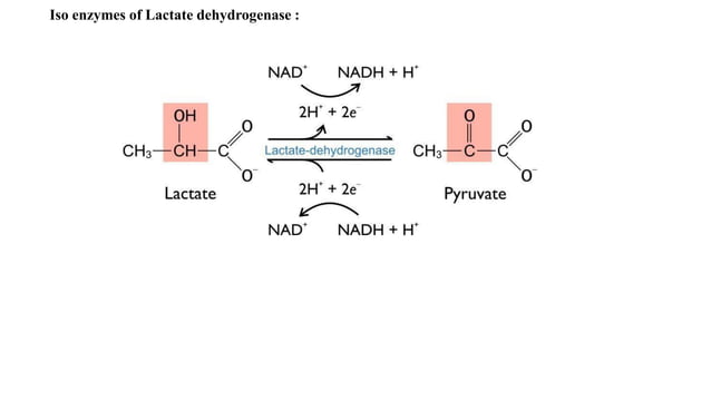 Therapeutic and diagnostic applications of enzymes isozymes and ...