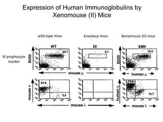 Therapeutic antibodies 5_humanization | PPTX