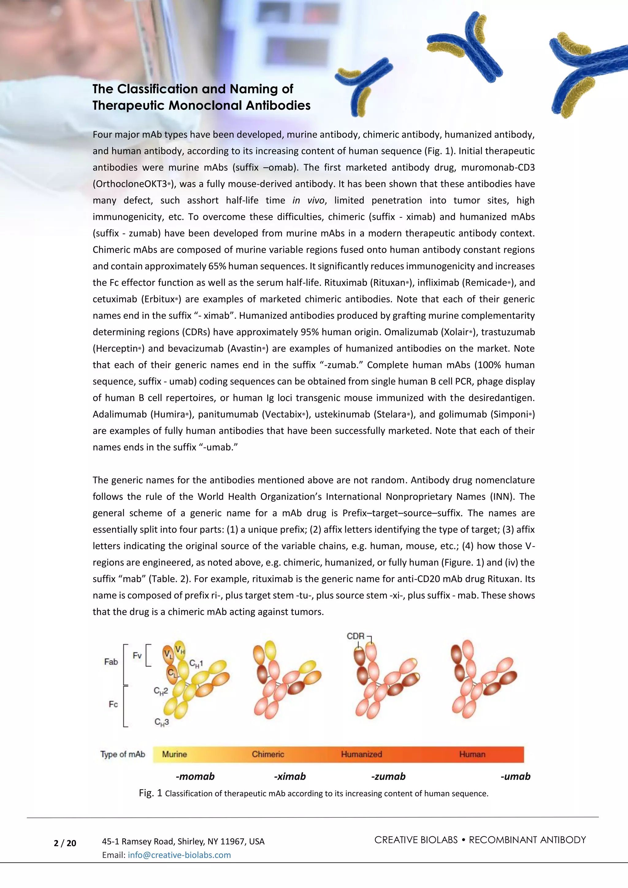 The Classification and Naming of Therapeutic Monoclonal Antibodies | PDF