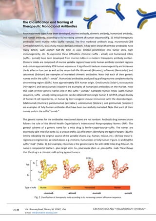The Classification and Naming of Therapeutic Monoclonal Antibodies | PDF
