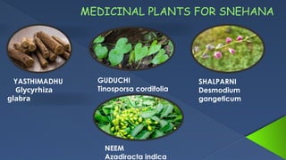THERAPEUTIC APPLICATIONS OF PLANTS IN PANCHAKARMA.pptx