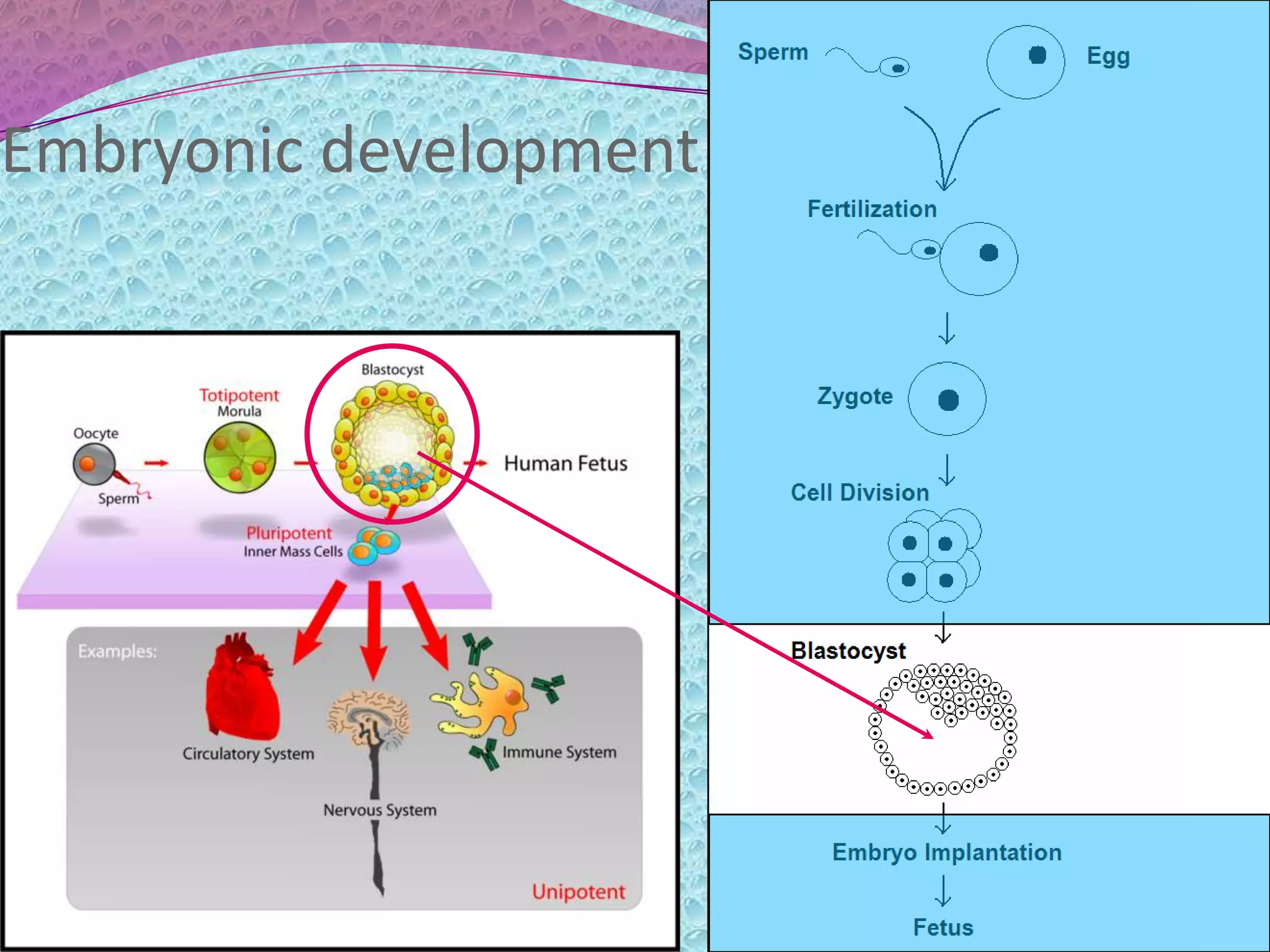 Therapeutic cloning | PPTX