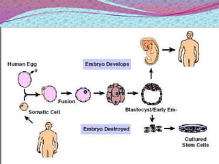 Therapeutic Cloning Graph