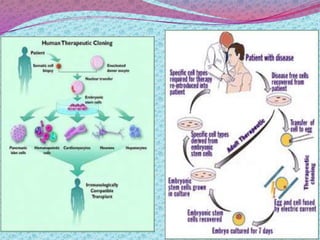 Therapeutic Cloning Hd