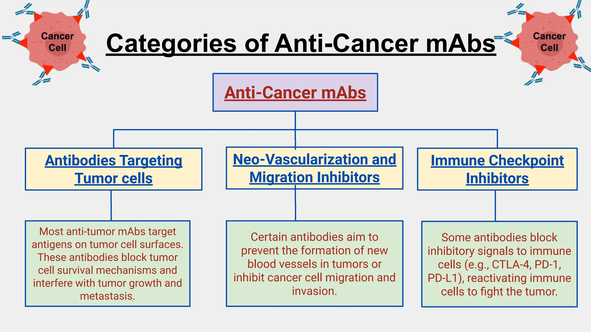 Therapeutic Monoclonal Antibodies Against Cancer_ Present and Future.pdf