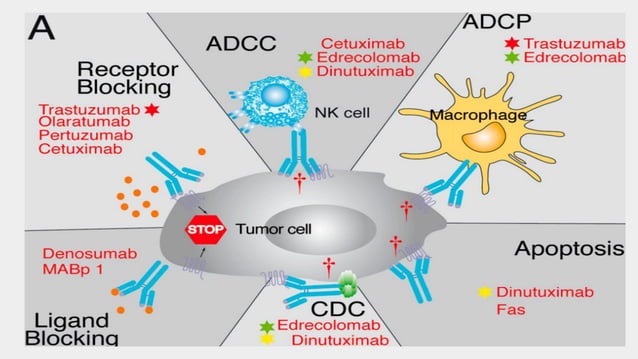 Therapeutic Monoclonal Antibodies Against Cancer_ Present and Future.pdf