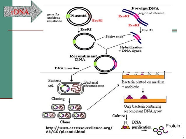 Therapeutic proteins