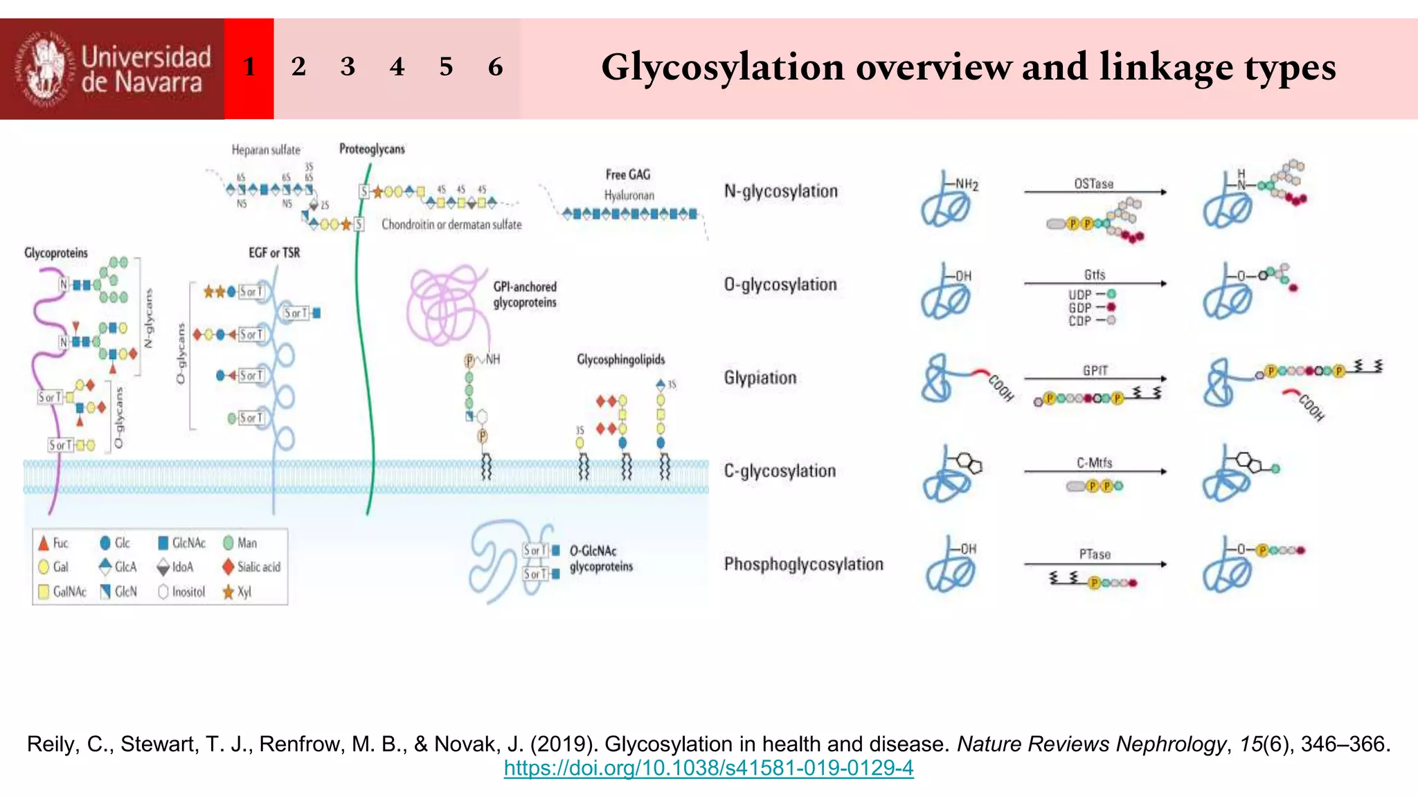 Glycosylation | PPTX