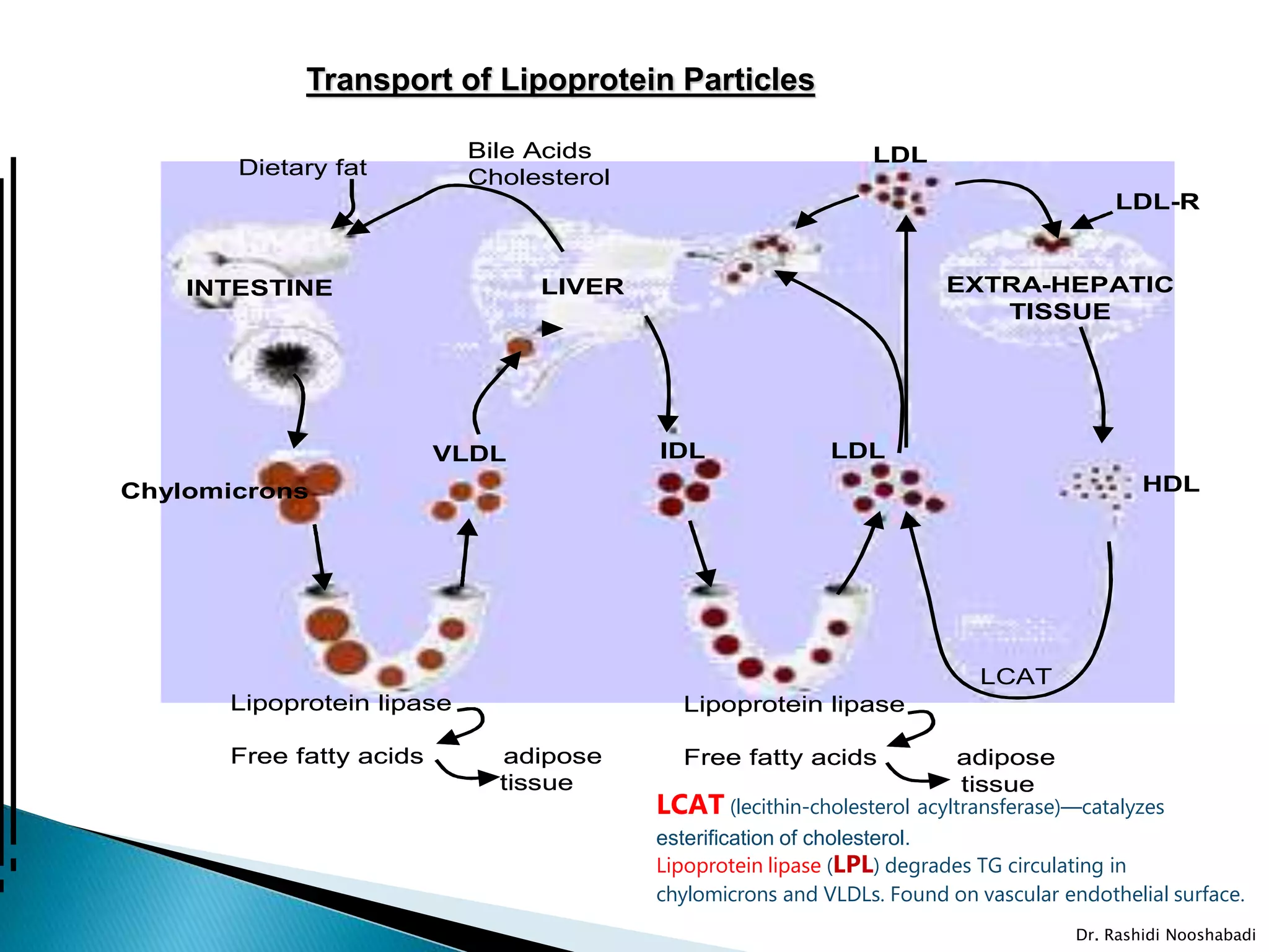Therapeutics in dyslipidemia | PPTX