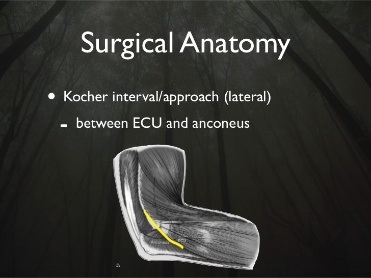 The Elbow - Anatomy, Injury, and Rehabilitation